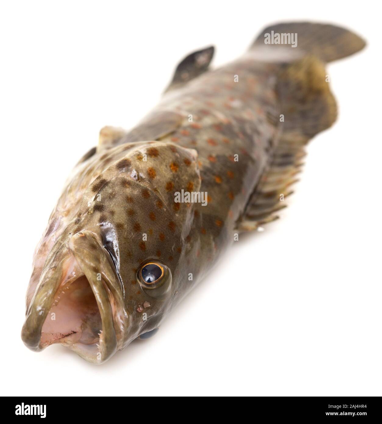 Fresh grouper isolated on white background Stock Photo - Alamy
