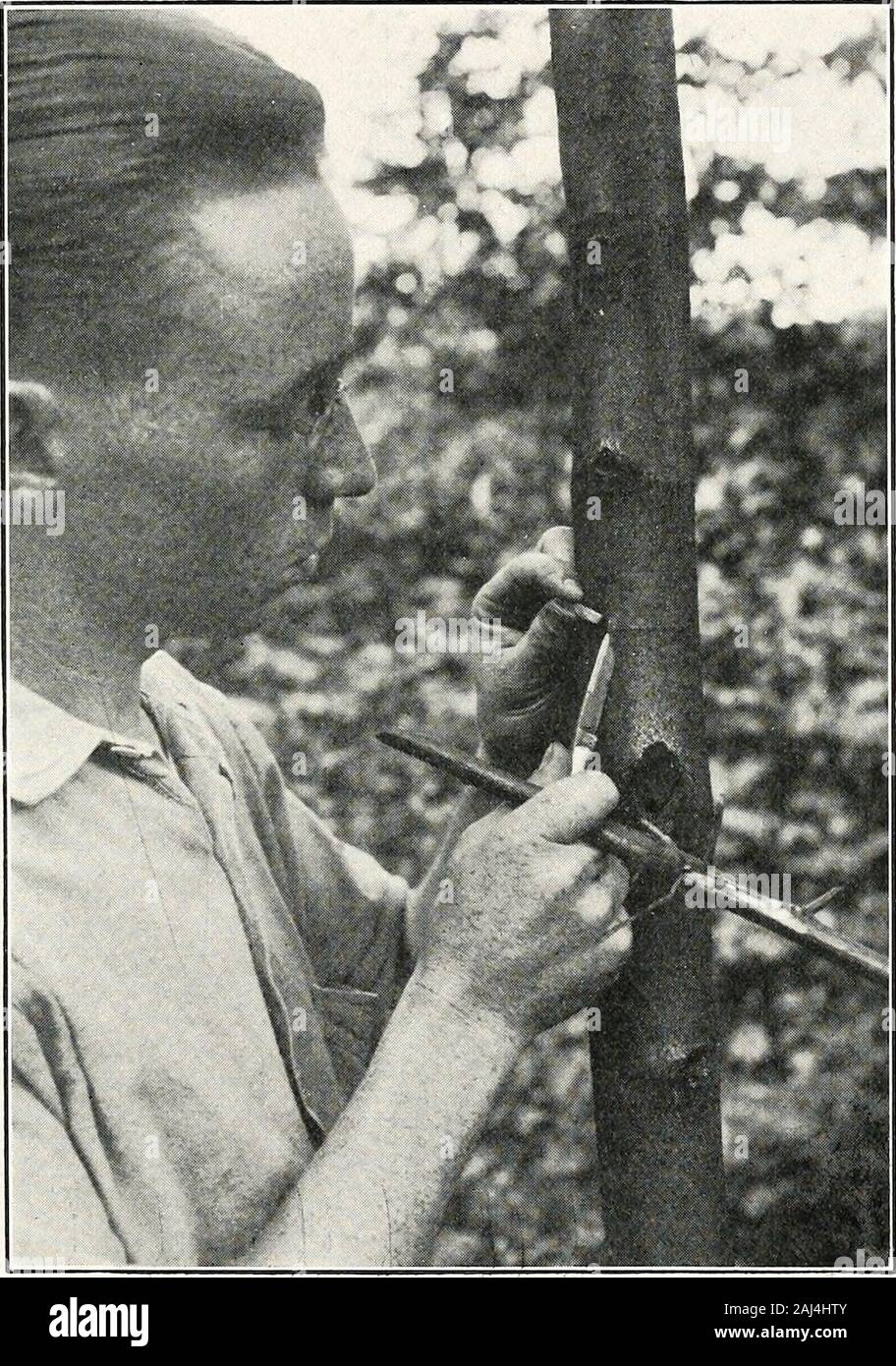 Field studies on the dissemination and growth of the chestnut blight ...