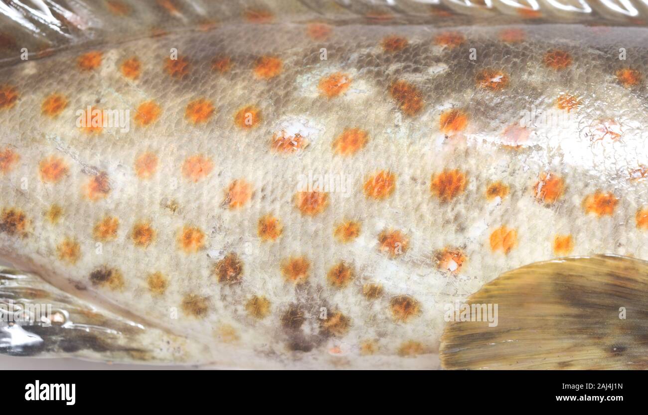 Grouper fish skin as a background Stock Photo - Alamy