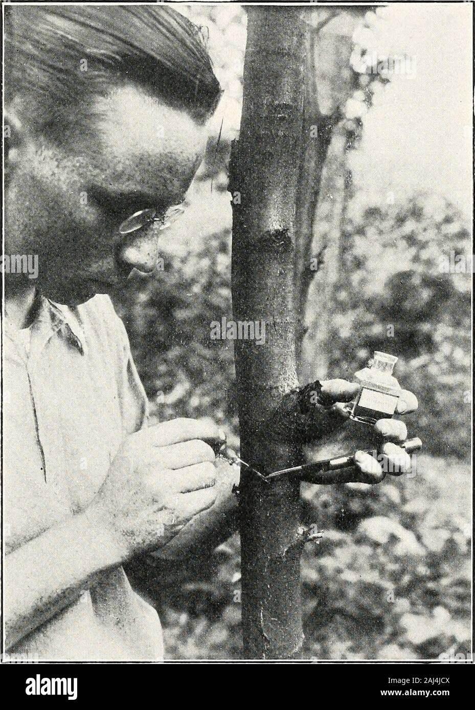 Field studies on the dissemination and growth of the chestnut blight ...