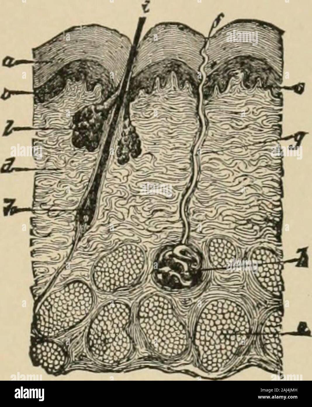 A complete handbook for the sanitary troops of the U S army and navy ...