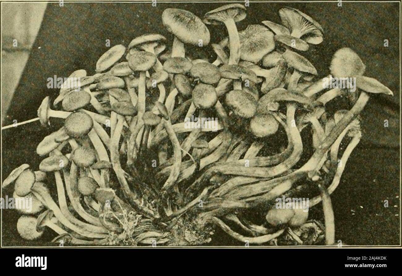 Cause a root rot hi-res stock photography and images - Alamy