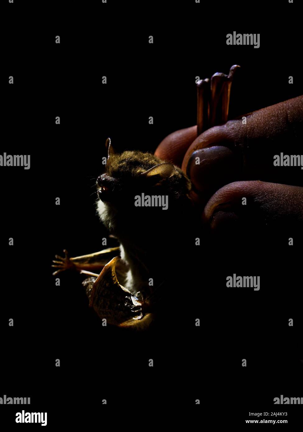 Vesper bat africa hi-res stock photography and images - Alamy