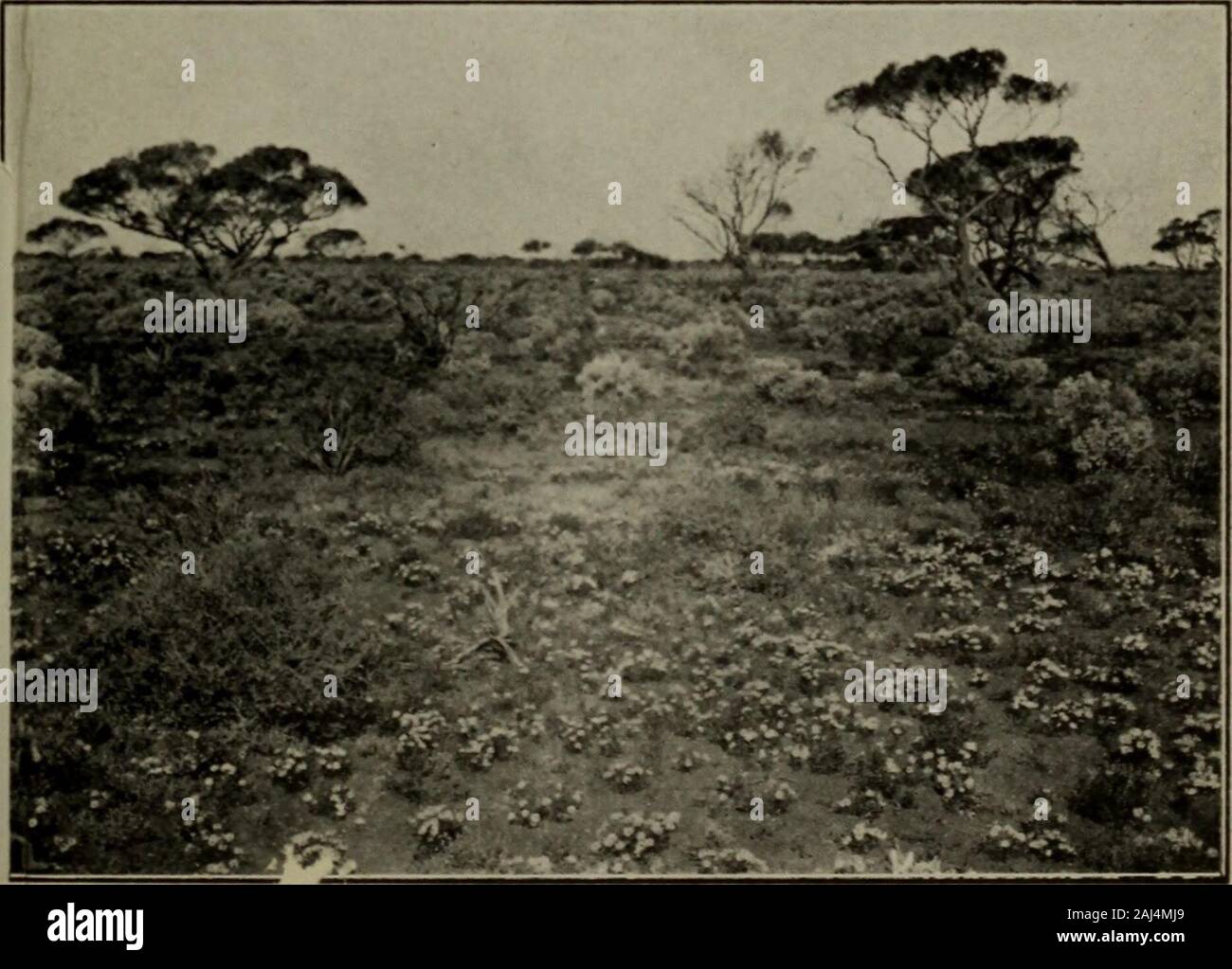 Reynella south australia hi-res stock photography and images - Alamy
