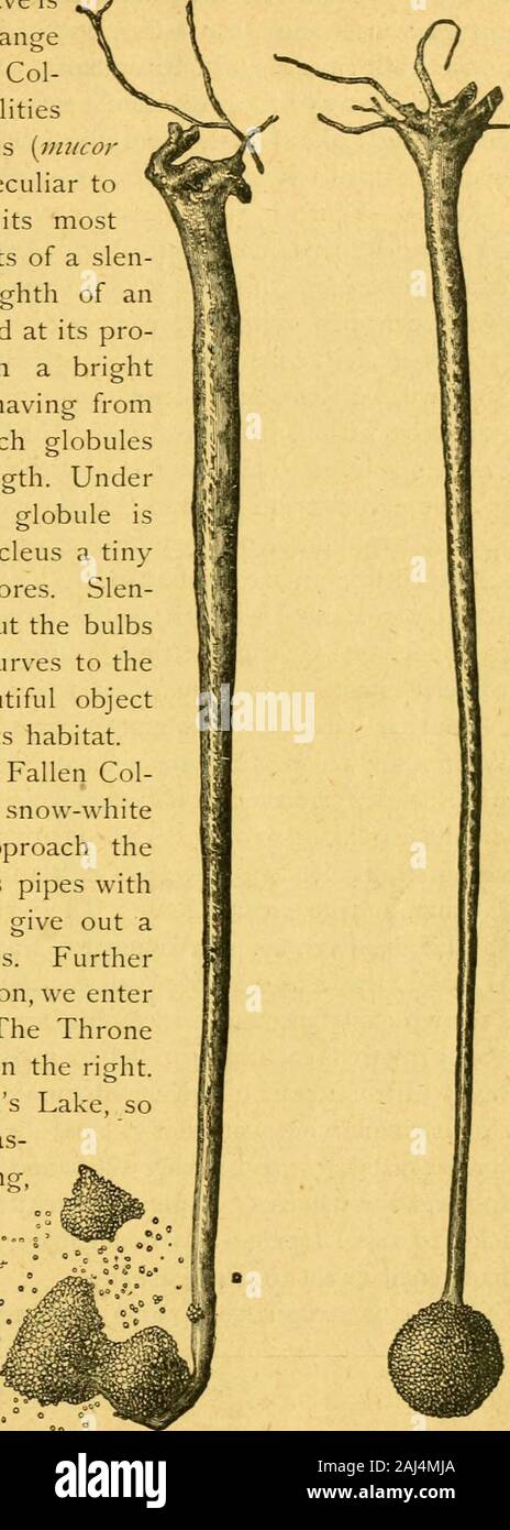 The caverns of Luray : an illustrated guide-book to the caverns ...