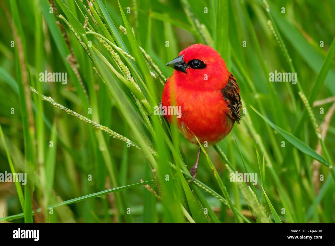 Reunion island bird hi-res stock photography and images - Alamy