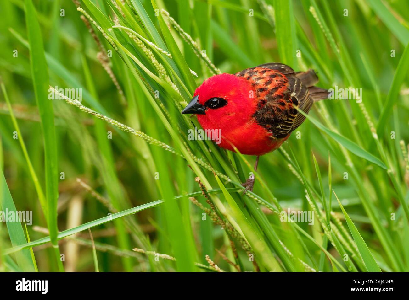 Madagascar Red Fody - Foudia madagascariensis red bird on the green and ...