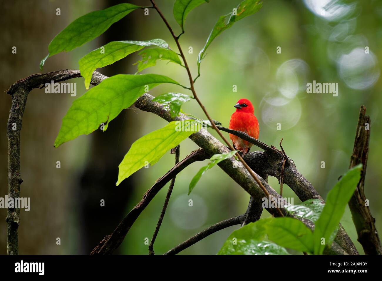Madagascar Red Fody - Foudia madagascariensis red bird on the green and ...