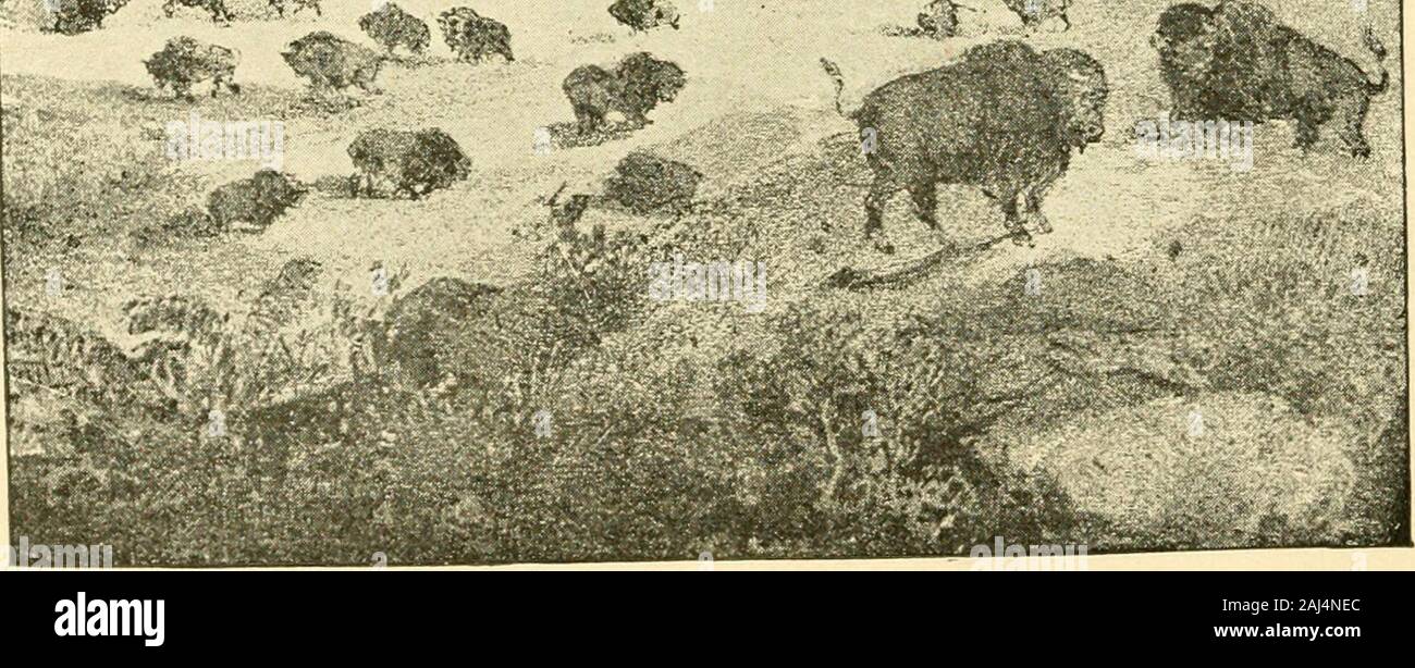 Stories of American pioneers: Daniel Boone, Lewis and Clark, Fremont ...