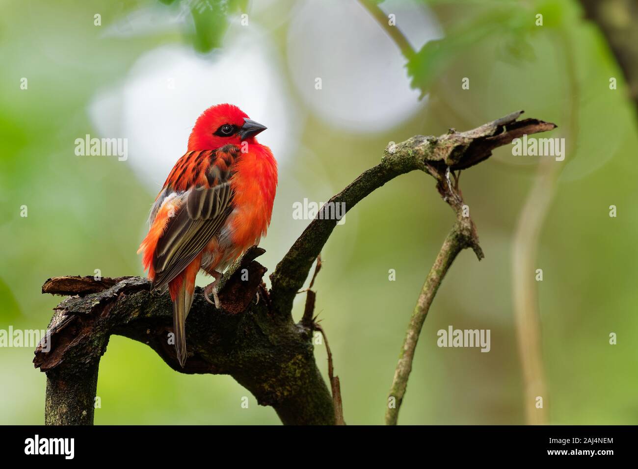 Madagascar Red Fody - Foudia madagascariensis red bird on the green and ...