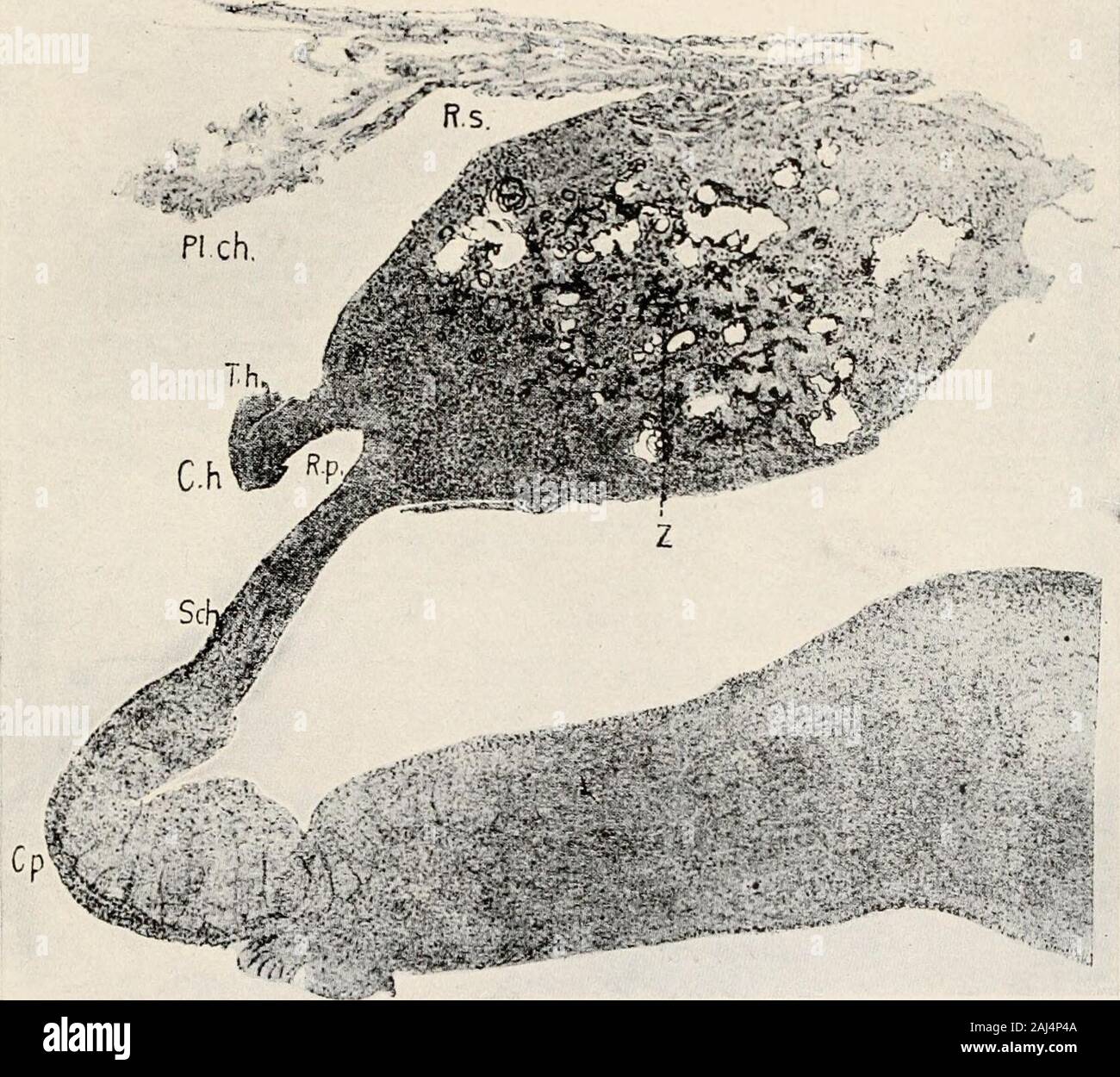 The morphology and evolutional significance of the pineal body : being ...