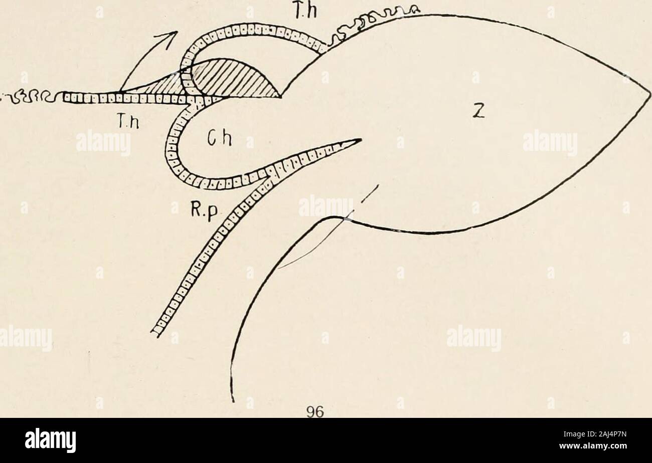 The morphology and evolutional significance of the pineal body : being ...