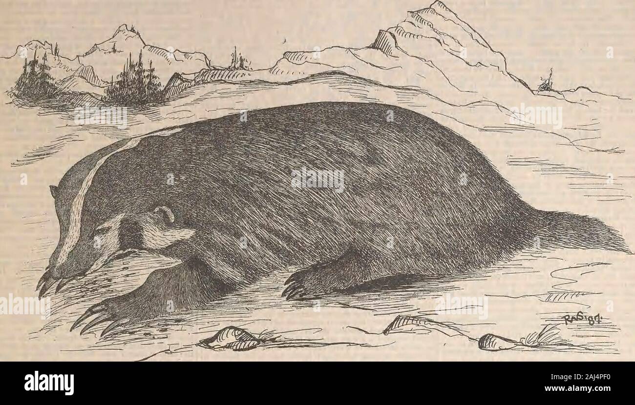 Mean Badger Drawing