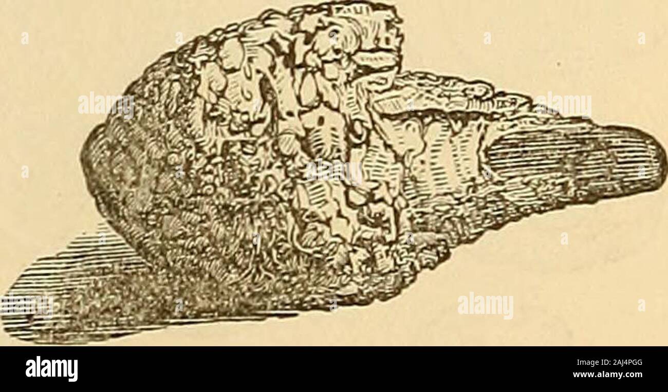 Mackenzie bean hi-res stock photography and images - Alamy