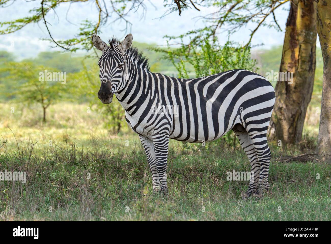 Zebra in the Savanah Stock Photo - Alamy