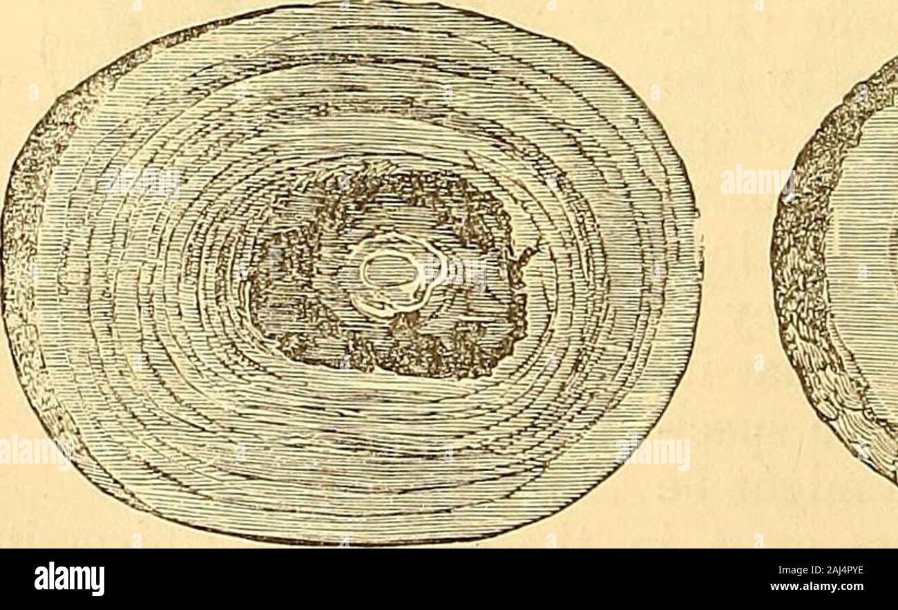 Clinical lectures on the principles and practice of medicine . Fig. 378 ...