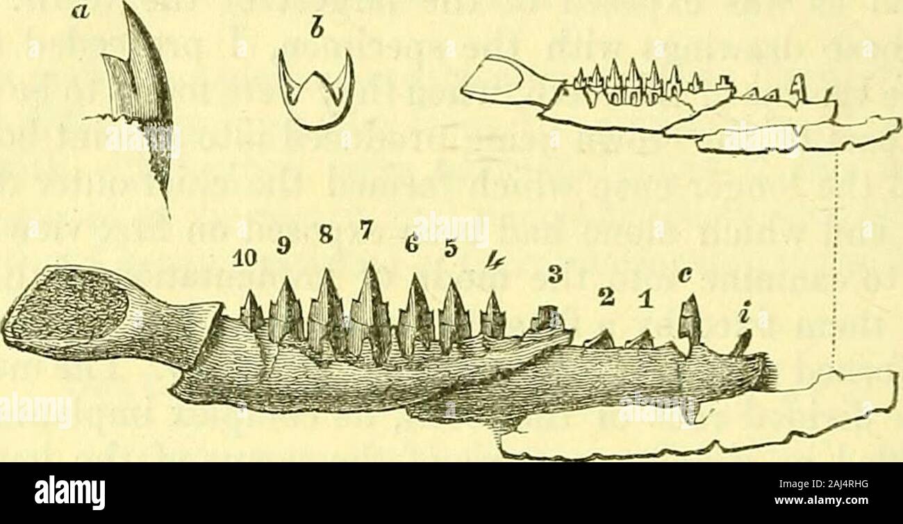 Tricuspid molars hi-res stock photography and images - Alamy