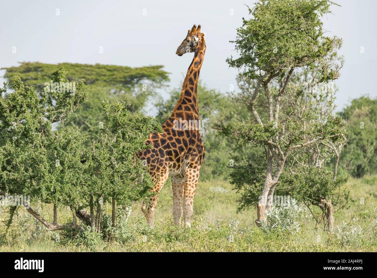 Non wild animal hi-res stock photography and images - Alamy