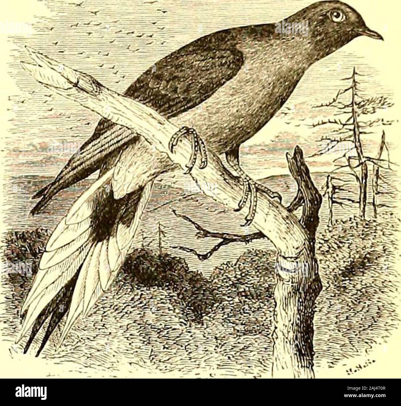 Nicholas i gives h hi-res stock photography and images - Alamy