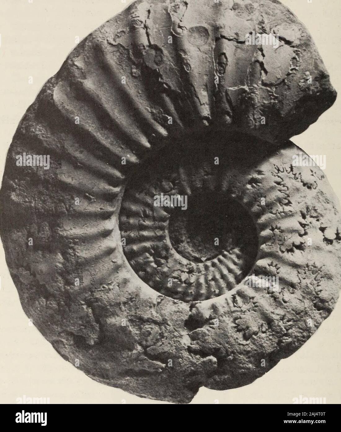 Variety in ammonites hi-res stock photography and images - Alamy