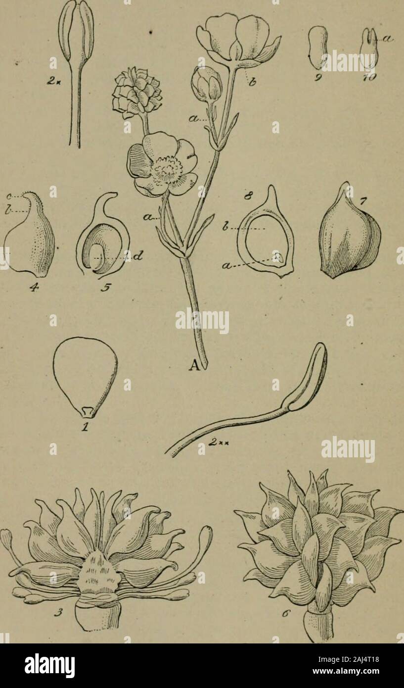 Greenscales hi-res stock photography and images - Alamy