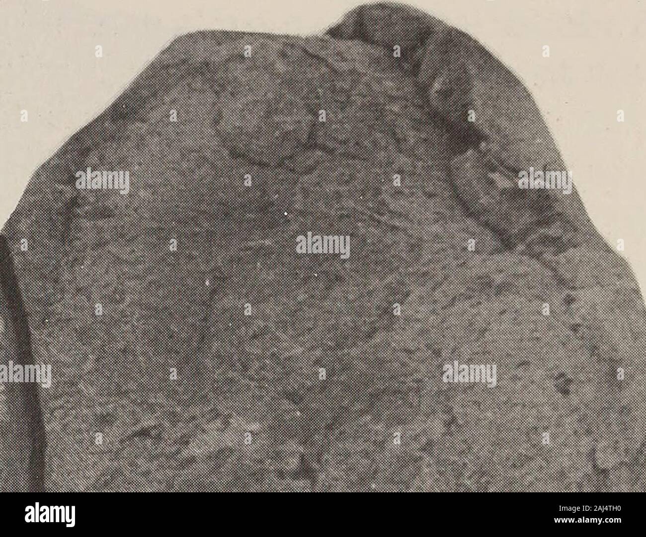 Annals of the South African Museum = Annale van die Suid-Afrikaanse ...