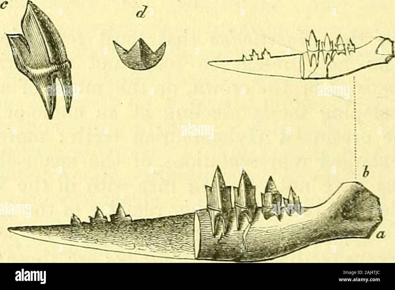 Sup species hi-res stock photography and images - Alamy
