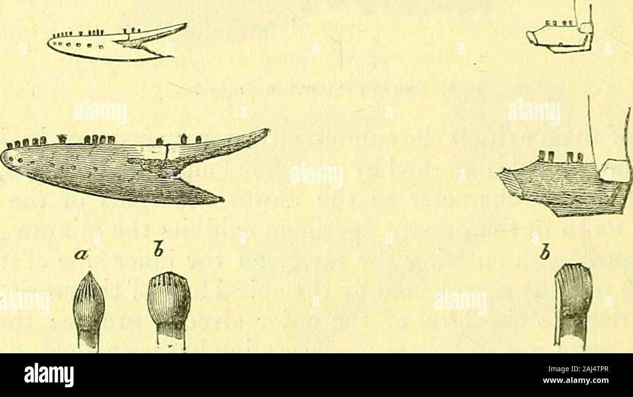 Bony scutes hi-res stock photography and images - Alamy
