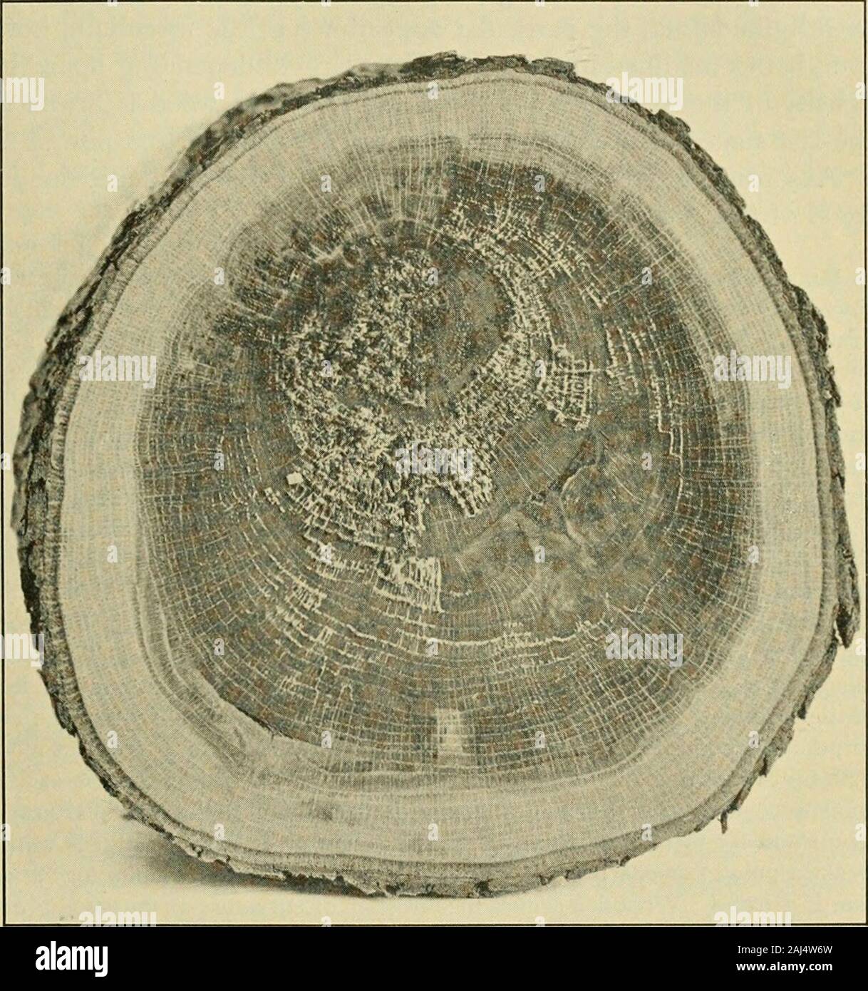 Black walnut tree roots hi-res stock photography and images - Alamy