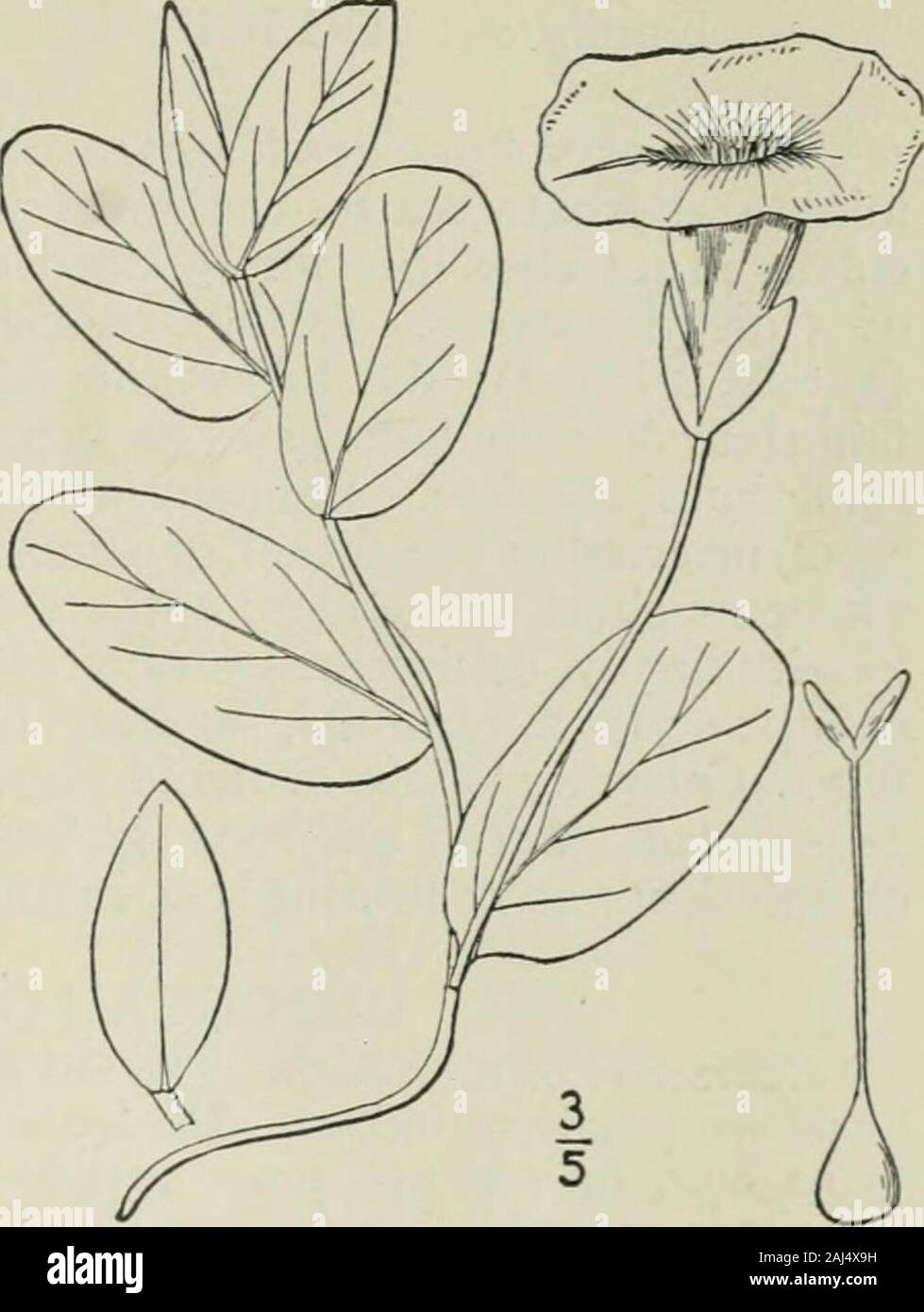 Hastate leaves hi-res stock photography and images - Alamy