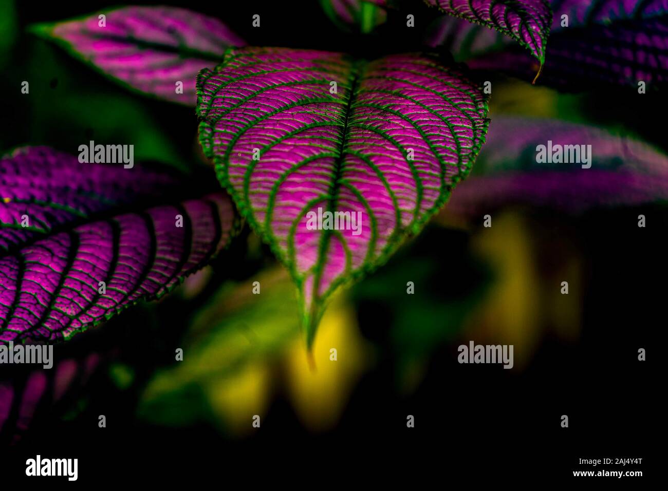 Purple Plant took the photo at western Colorado botanical gardens Stock ...