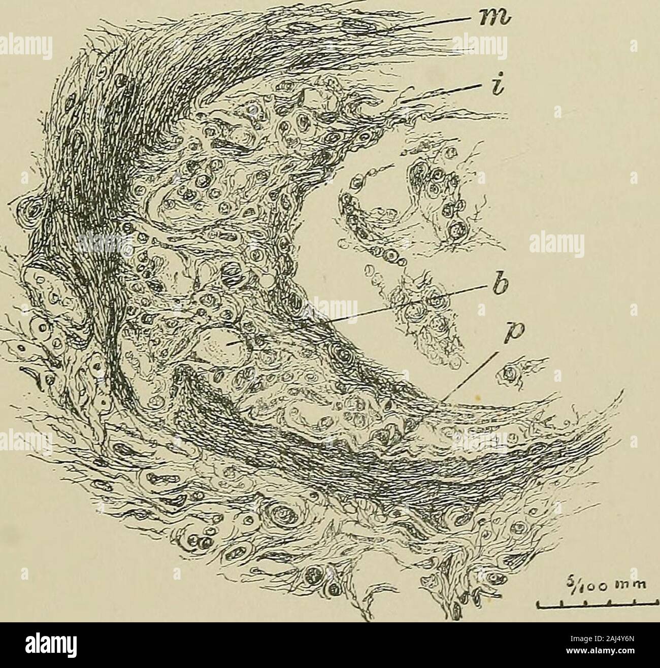 Grumous hi-res stock photography and images - Alamy