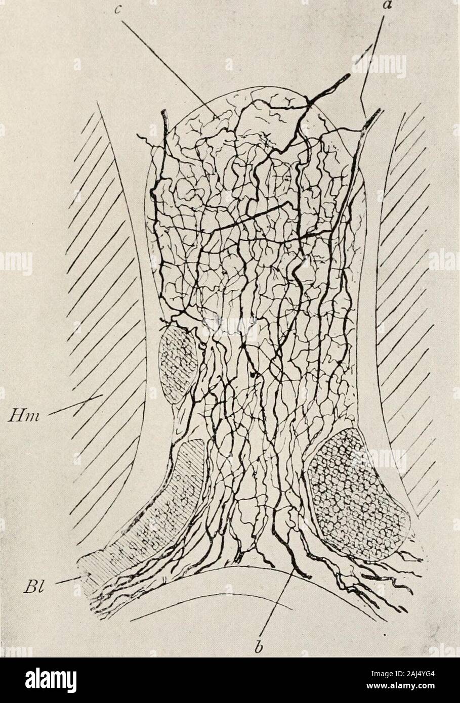 The morphology and evolutional significance of the pineal body : being ...