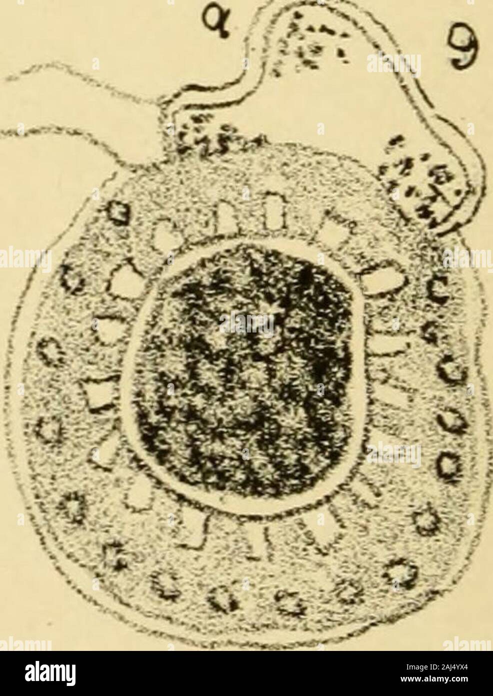 The Journal of microscopy and natural science Stock Photo - Alamy