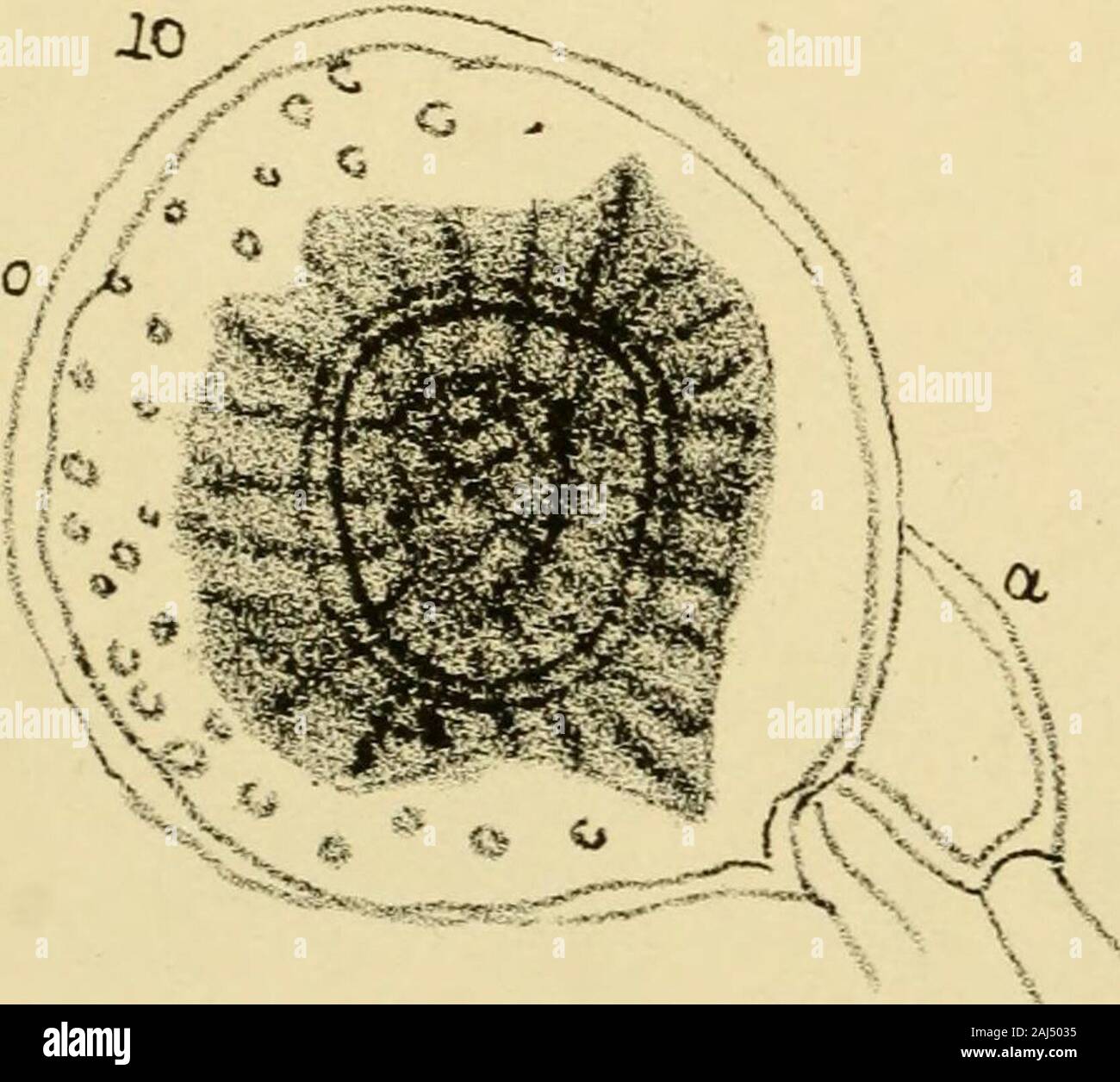 The Journal of microscopy and natural science Stock Photo - Alamy