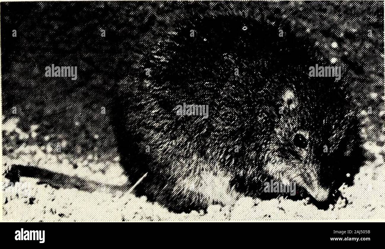 Swamp antechinus hi-res stock photography and images - Alamy