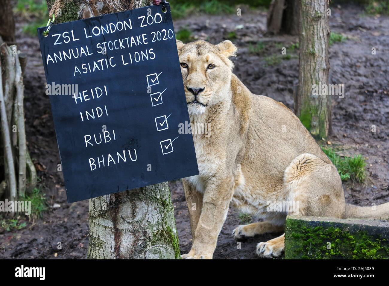 Asiatic lioness hi-res stock photography and images - Alamy
