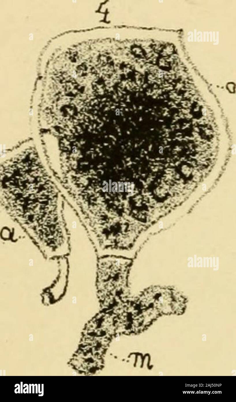 The Journal of microscopy and natural science . m Stock Photo - Alamy