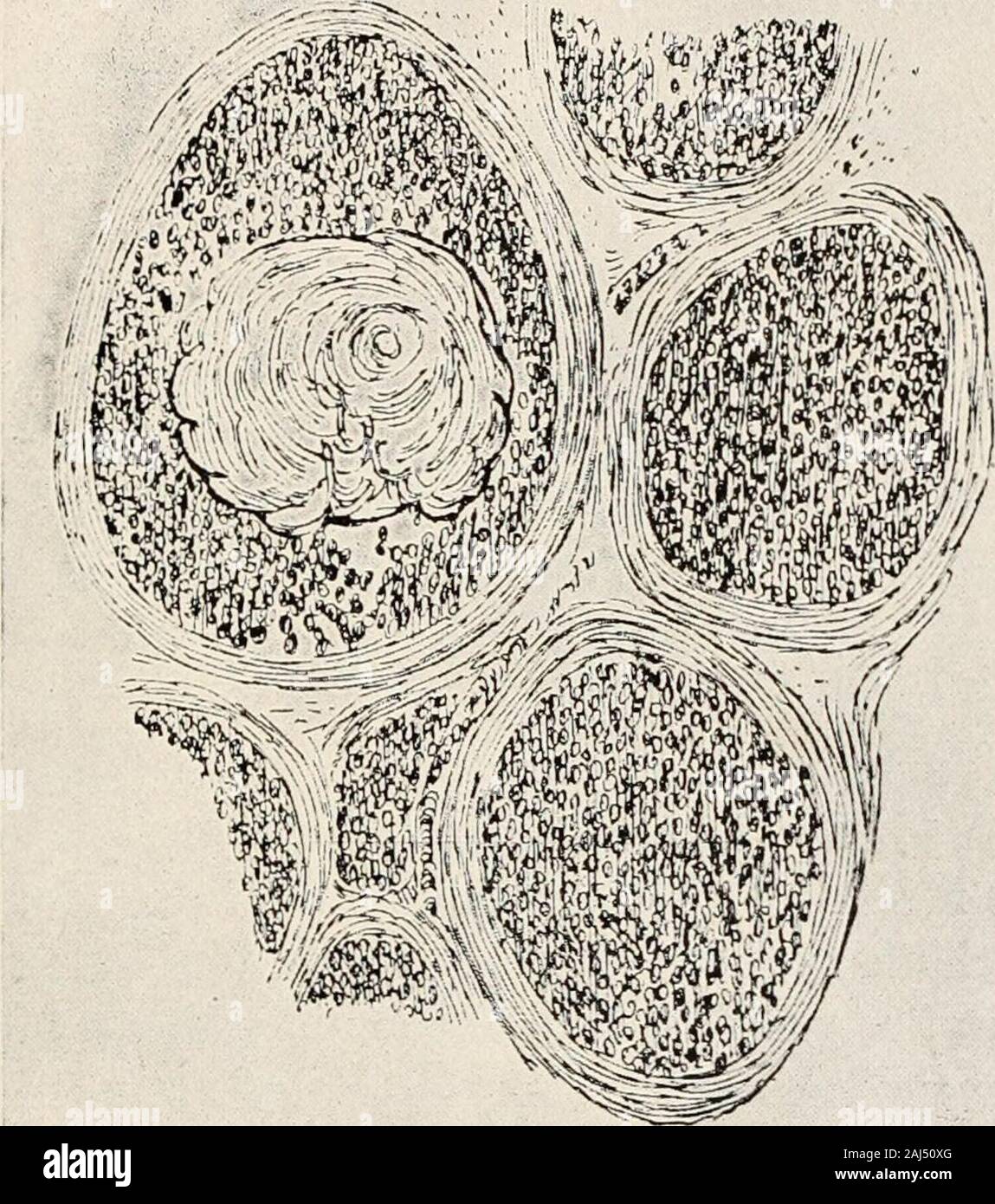 The morphology and evolutional significance of the pineal body : being ...