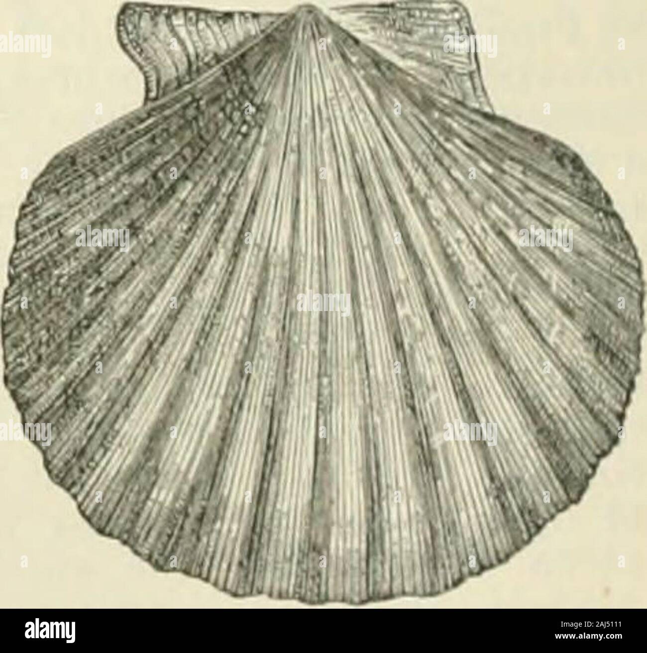 Fan shaped shells hi-res stock photography and images - Alamy