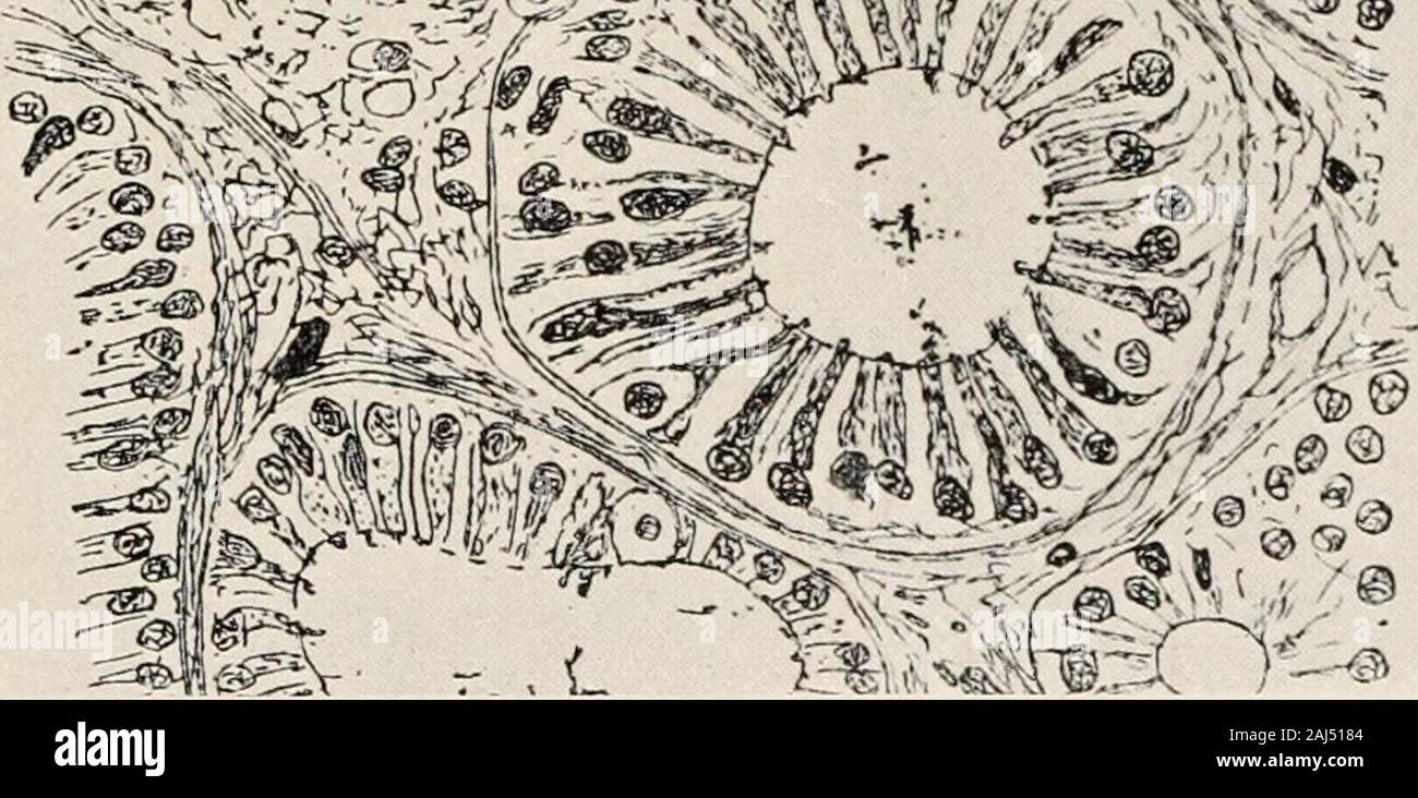 The morphology and evolutional significance of the pineal body : being ...