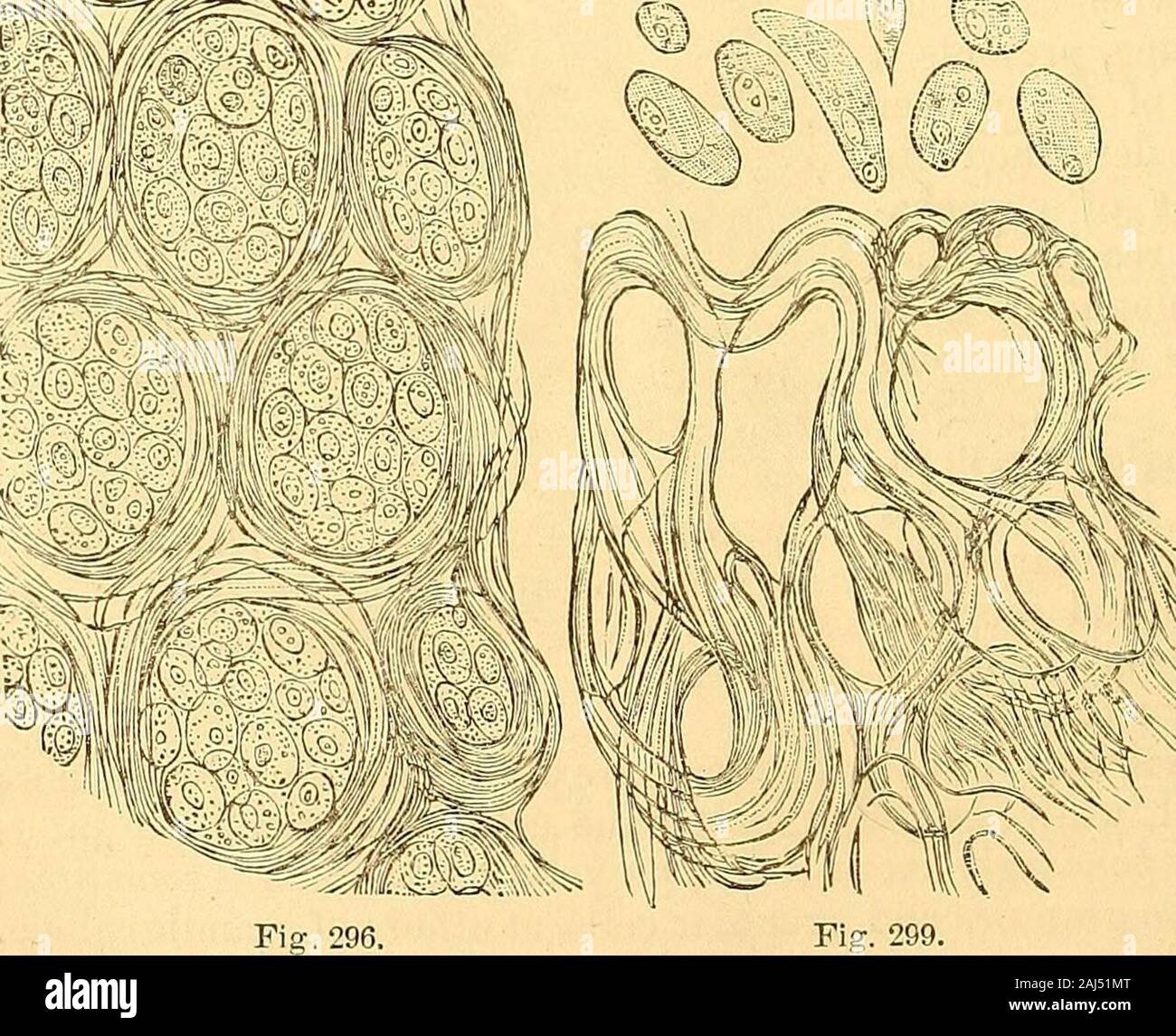 Clinical lectures on the principles and practice of medicine . m w
