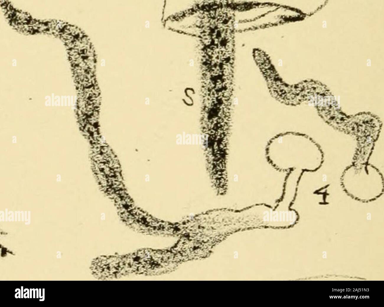 The Journal of microscopy and natural science . l^ Stock Photo - Alamy