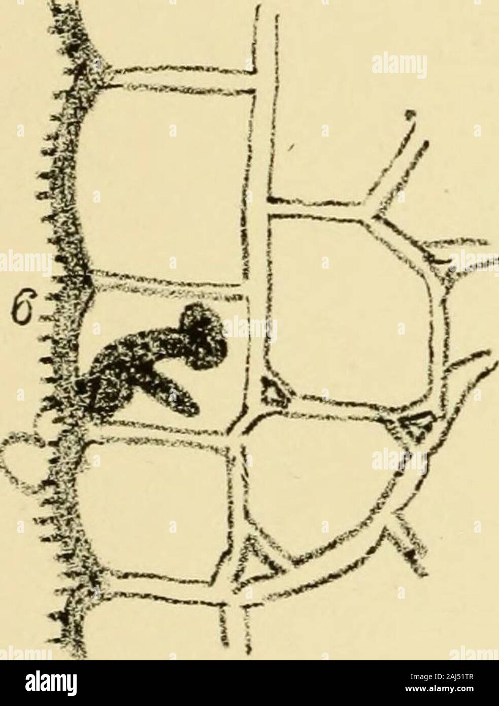 The Journal of microscopy and natural science . .§*—. ^ v 1 %^^*r ...
