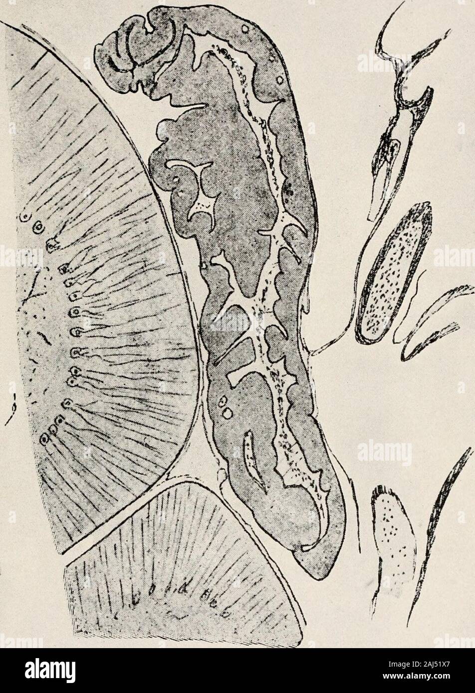 Simple tubular hi-res stock photography and images - Alamy