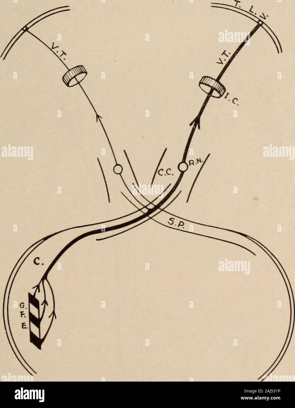 Superior cerebellar peduncle hi-res stock photography and images - Alamy