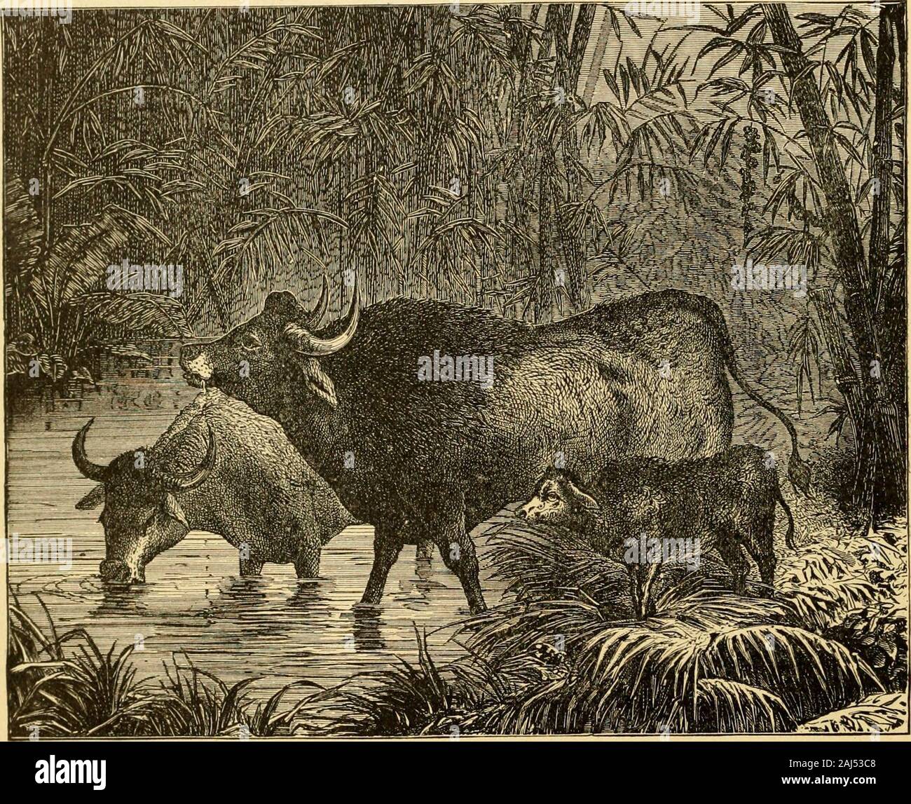 Gayal hi-res stock photography and images - Alamy