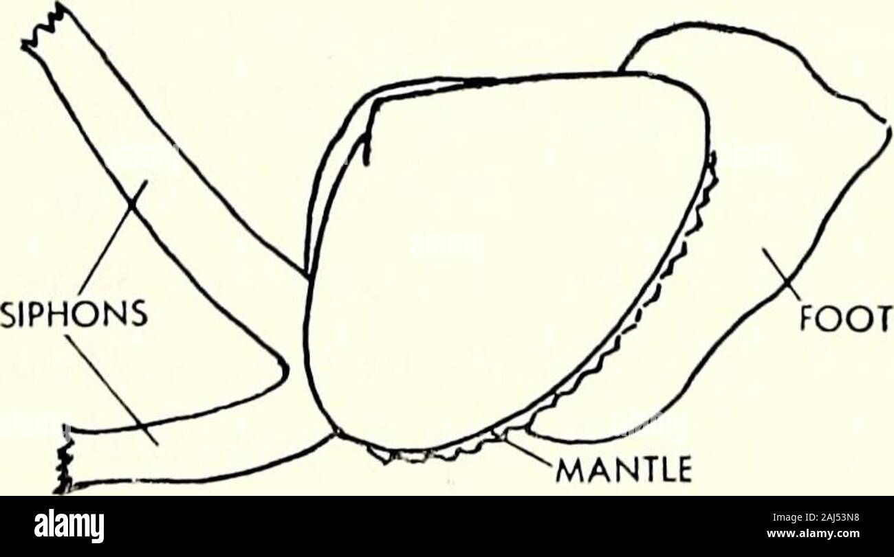 The Victorian naturalist . bivalves have two pro-jecting tubes or ...