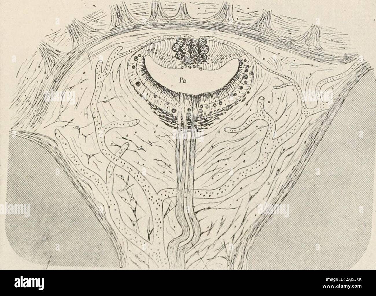 Development of eye in embryo hi-res stock photography and images - Alamy