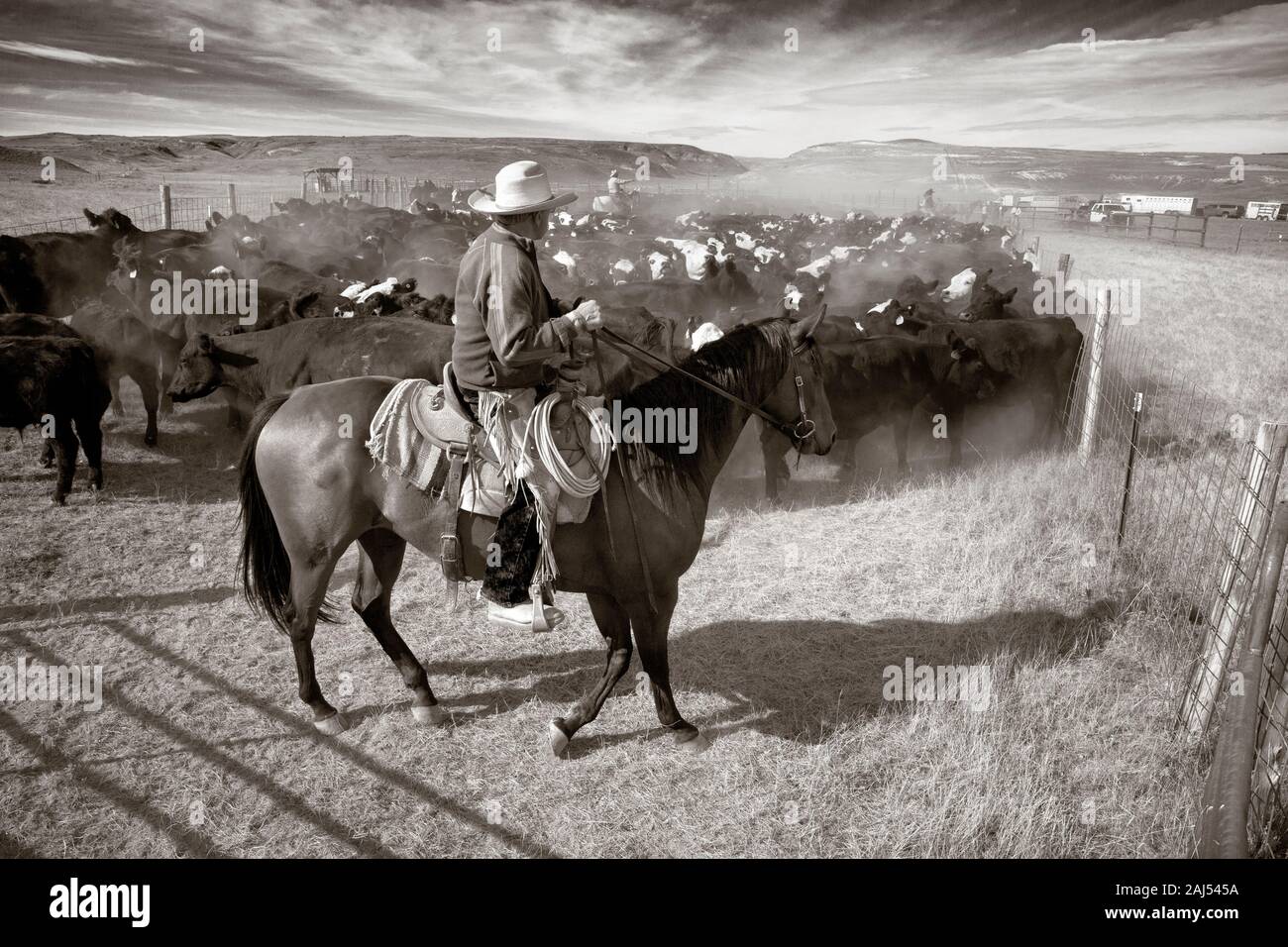 Cowboys cattle hi-res stock photography and images - Alamy